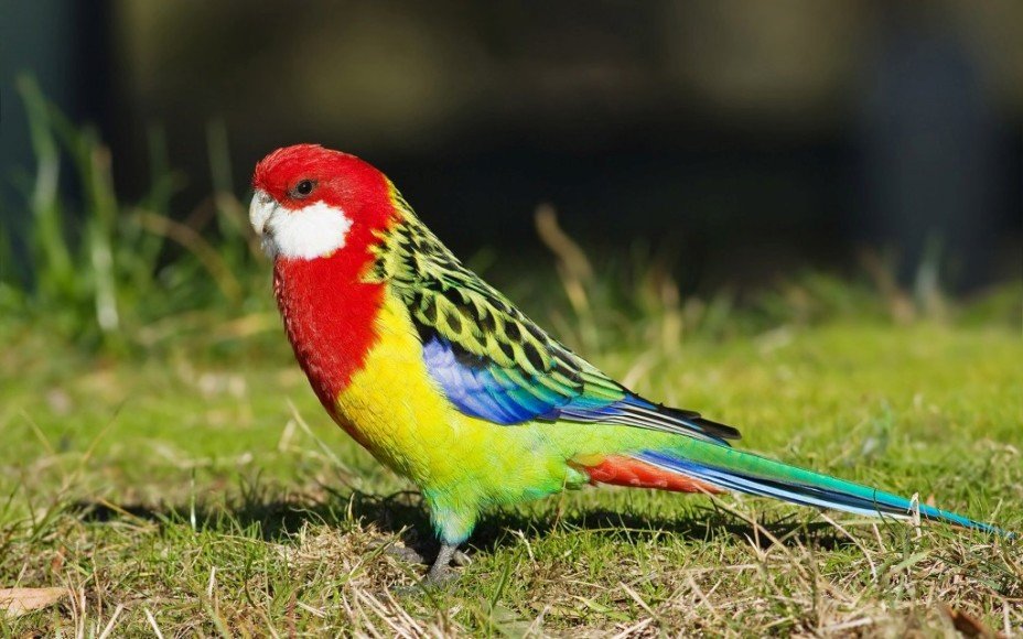 35 Beautiful & Colorful Parrots Wallpaper