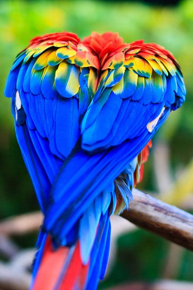 35 Beautiful & Colorful Parrots Wallpaper