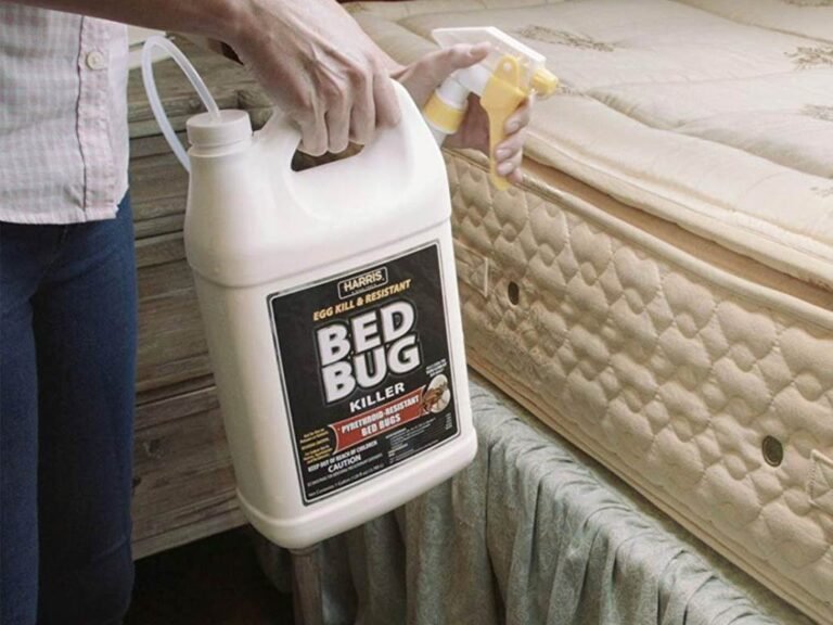 Bed Bug Signs: How to Spot and Destroy Bed Bugs in Your Home » Wassup Mate
